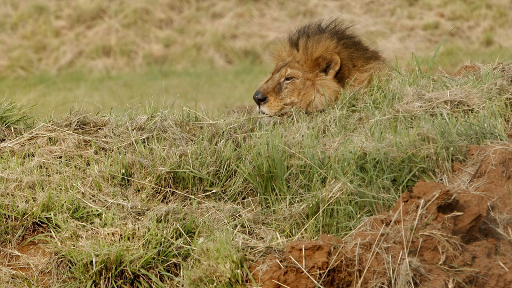 Who was Cecil the lion and why he's been killed - LifeGate
