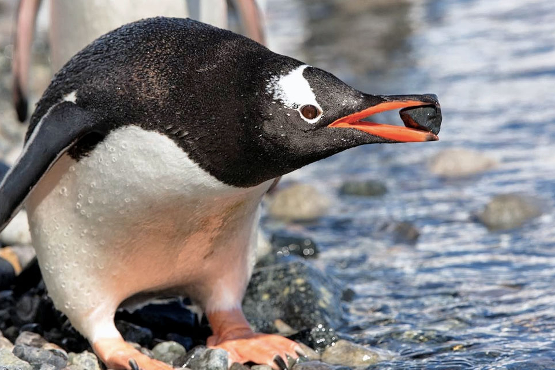 Etologia del corteggiamento. L'amore nel regno degli uccelli
