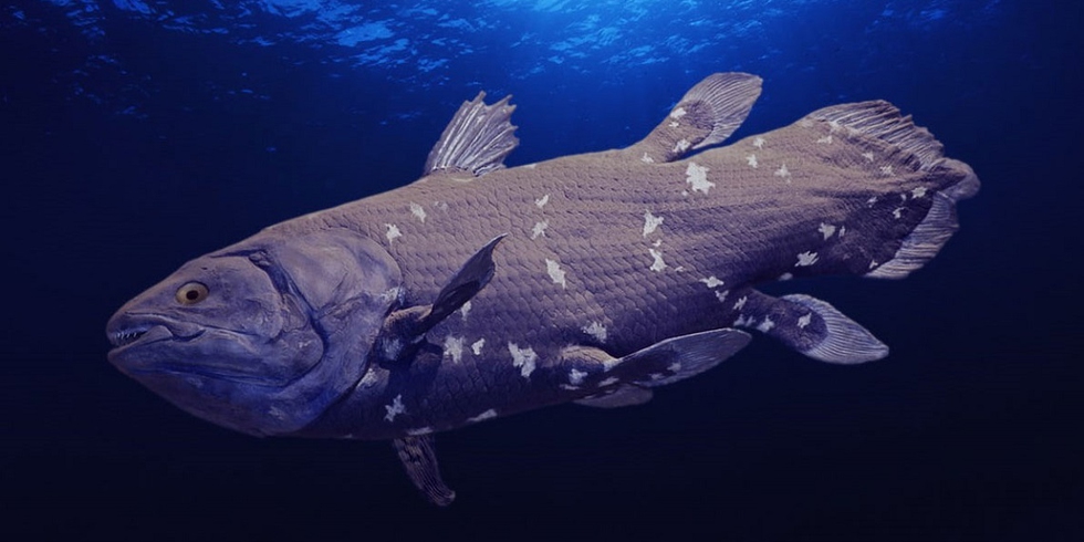 Sudafrica, le esplorazioni petrolifere minacciano gli ultimi celacanti ...