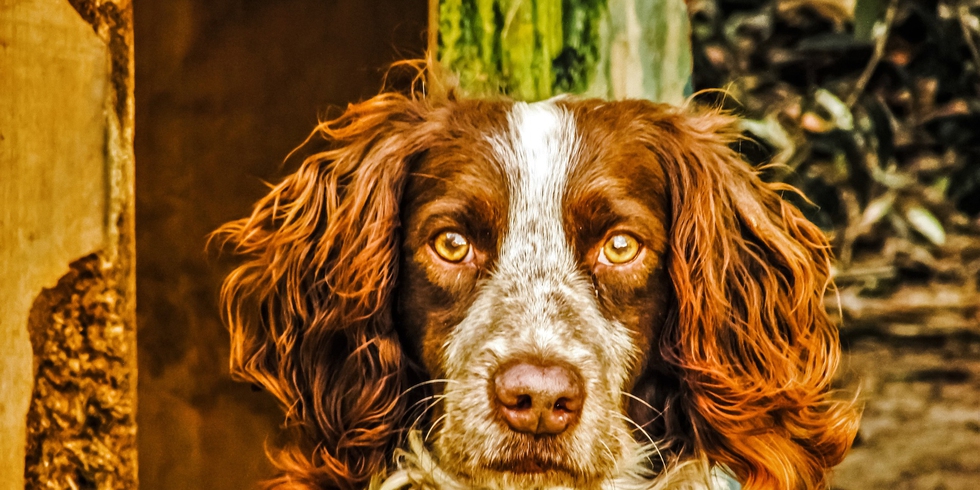 Springer spaniel, il carattere d’oro del principe dei cani da caccia ...
