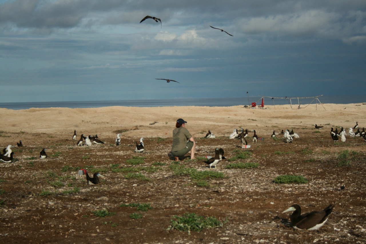 The first mammal has become extinct due to climate change - LifeGate