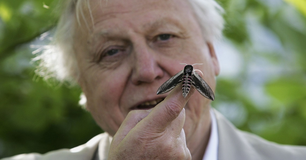 A life on our Planet, il documentario sull’instancabile naturalista ...