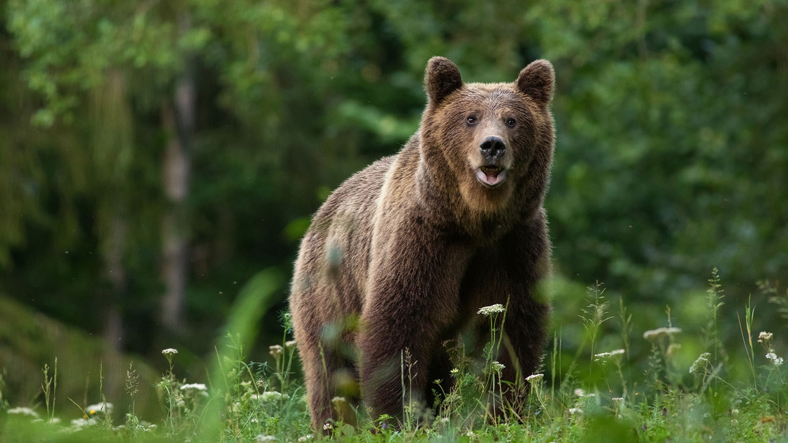 La morte dell'orso Juan Carrito ci ricorda che abbiamo un problema con ...