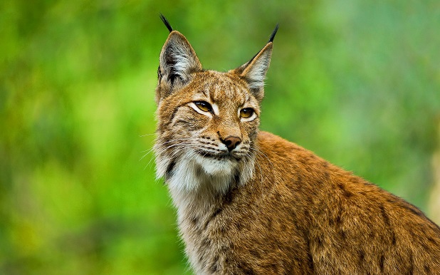 La lince potrebbe tornare nelle foreste britanniche dopo 1.300 anni ...
