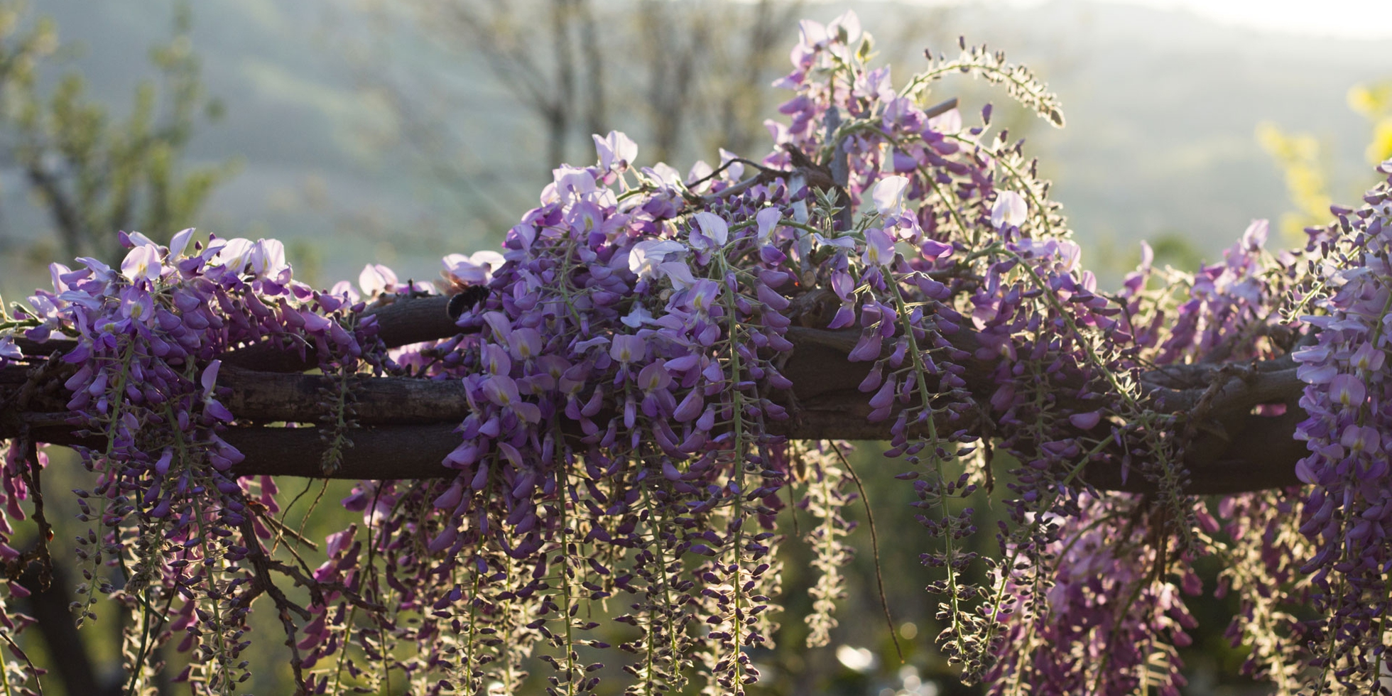 Glicine: significato, curiosità e coltivazione in vaso e in piena terra