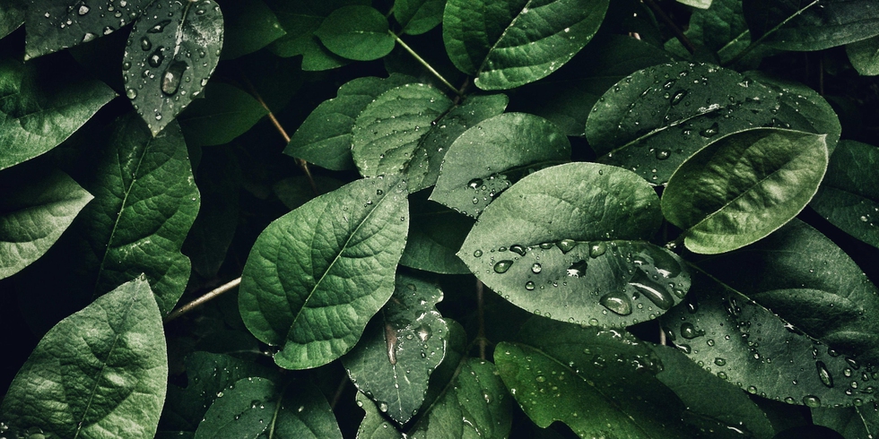 Il bello del verde. iO Donna dedica un numero alla sostenibilità - LifeGate