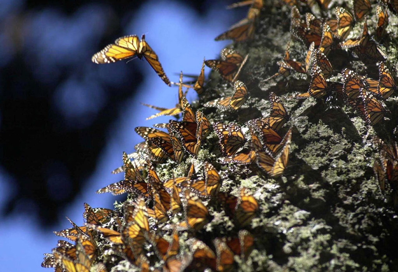 The disappearance of the monarch butterfly - LifeGate