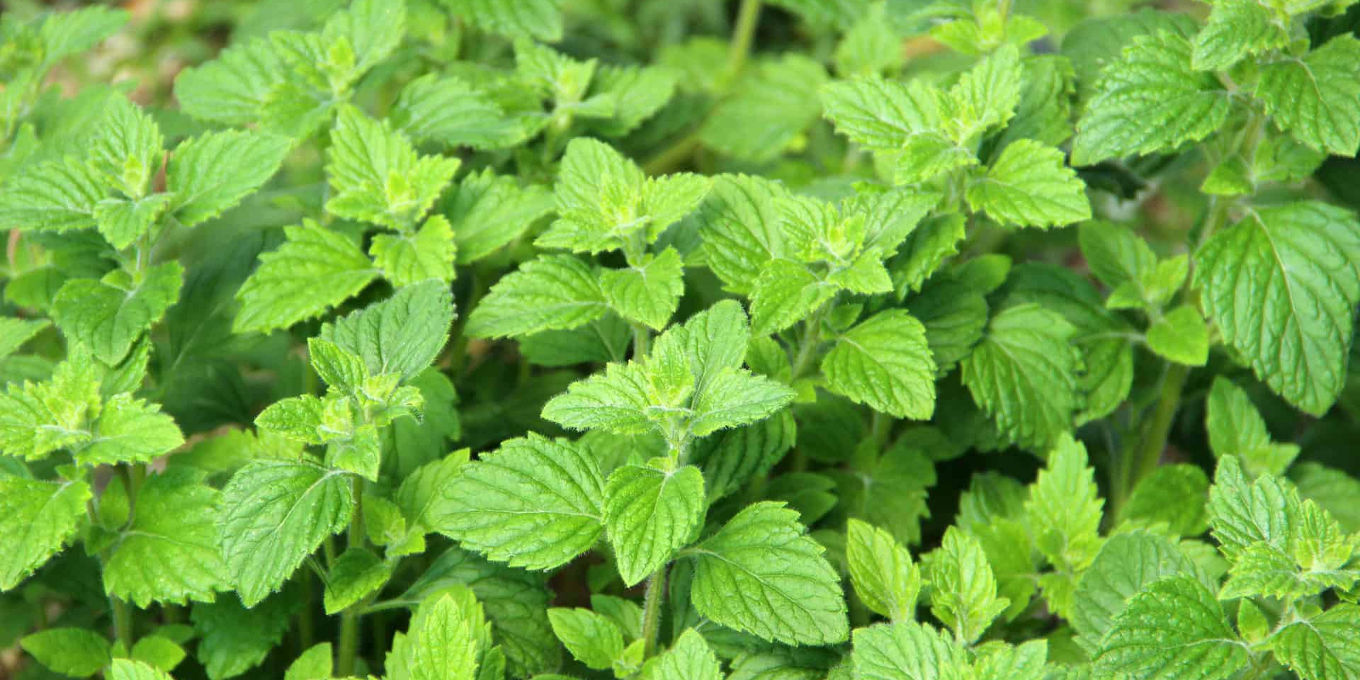 La nepitella o mentuccia, fresca menta isolana - LifeGate