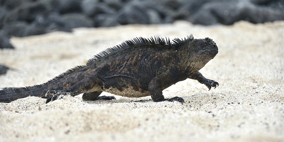 The spectacular, nail-biting scene of a baby iguana chased by ravenous ...