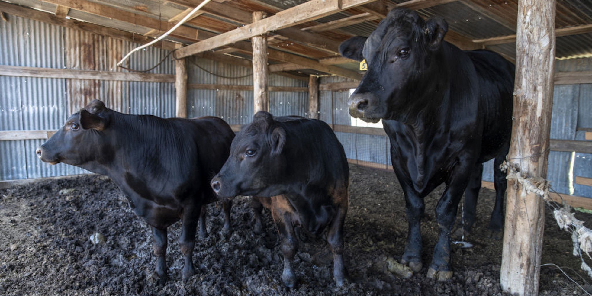 Un'esplosione in una fattoria in Texas ha causato la morte di 18mila ...