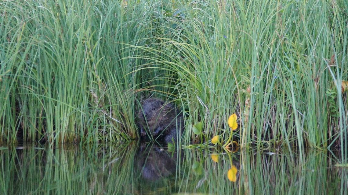 I castori riducono le inondazioni e favoriscono la biodiversità. Per ...