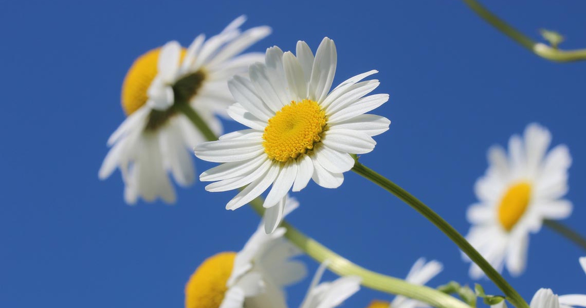 Camomilla: benefici, proprietà e usi della pianta - LifeGate