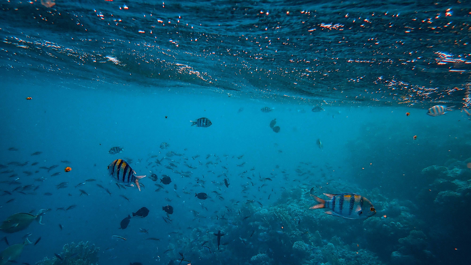 Welcome to the UN Decade of Ocean Science - LifeGate