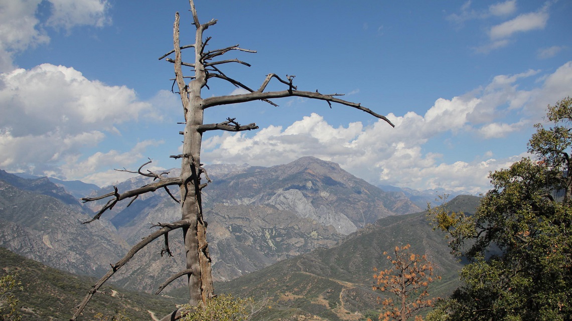 At least 66 million trees have died in California over the past 6 years