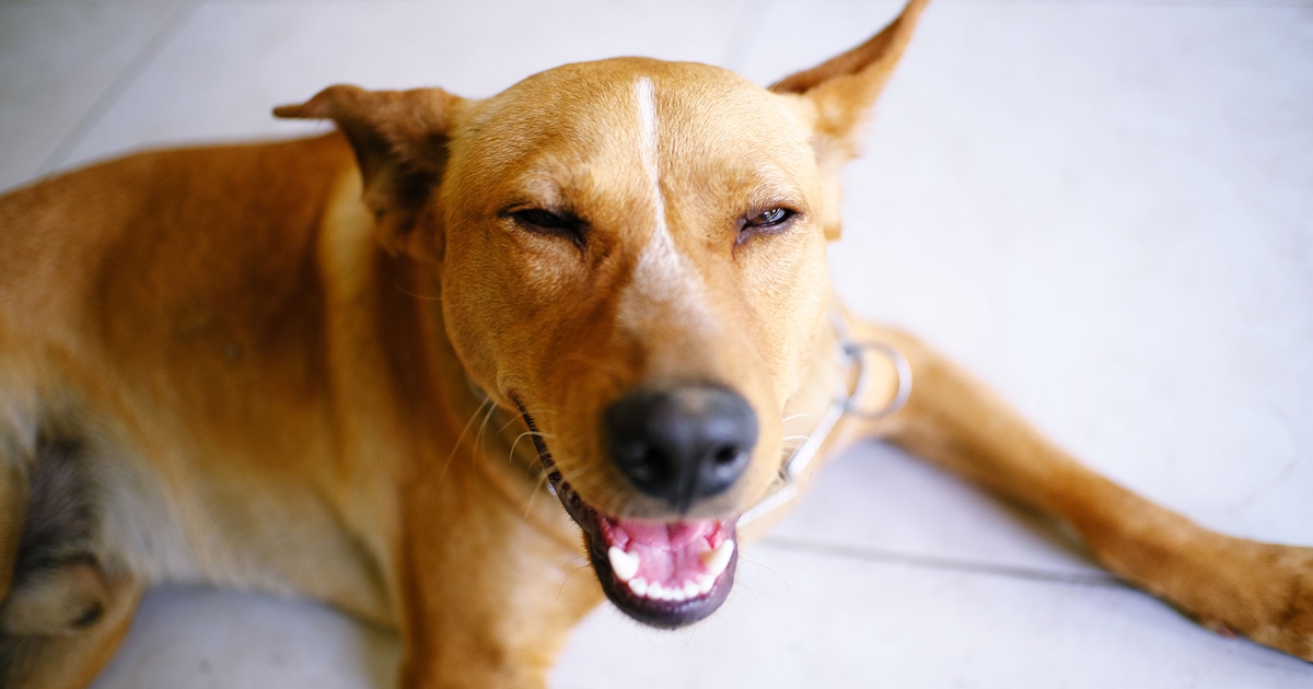 Ghiandole perianali nel cane, i problemi e le possibili prevenzioni ...