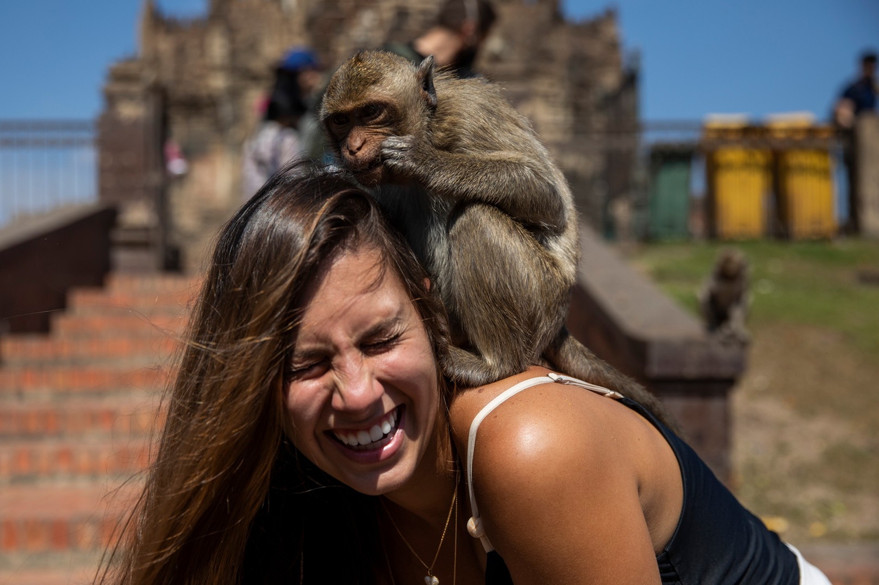 Il festival delle scimmie in Thailandia non è divertente come sembra