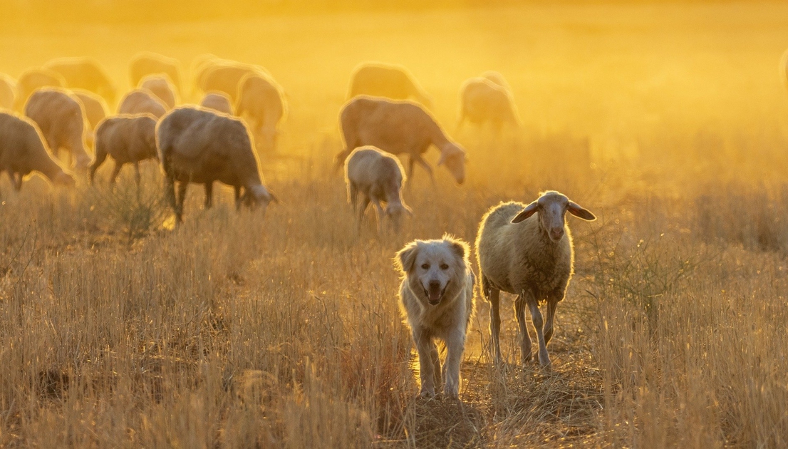 Cani da pastore e da protezione, una legge per tutelarli - LifeGate