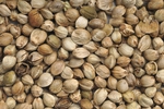 Canapa per uso alimentare, proprietà e come si utilizza in cucina ...