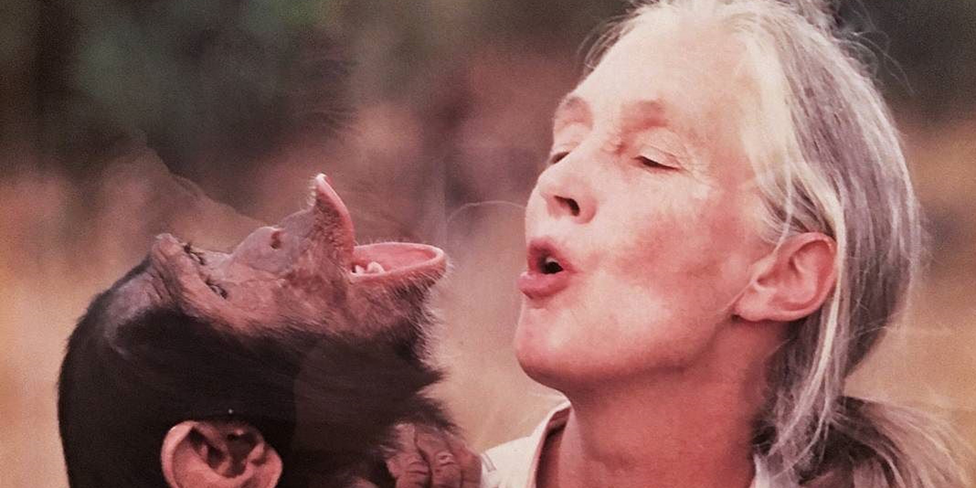 Una vita per gli scimpanzé, la storia di Jane Goodall diventa un film ...