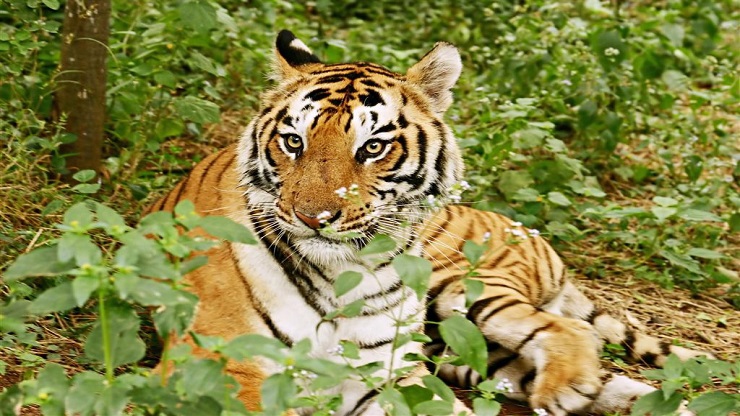 India, nasce una nuova area protetta per le tigri - LifeGate