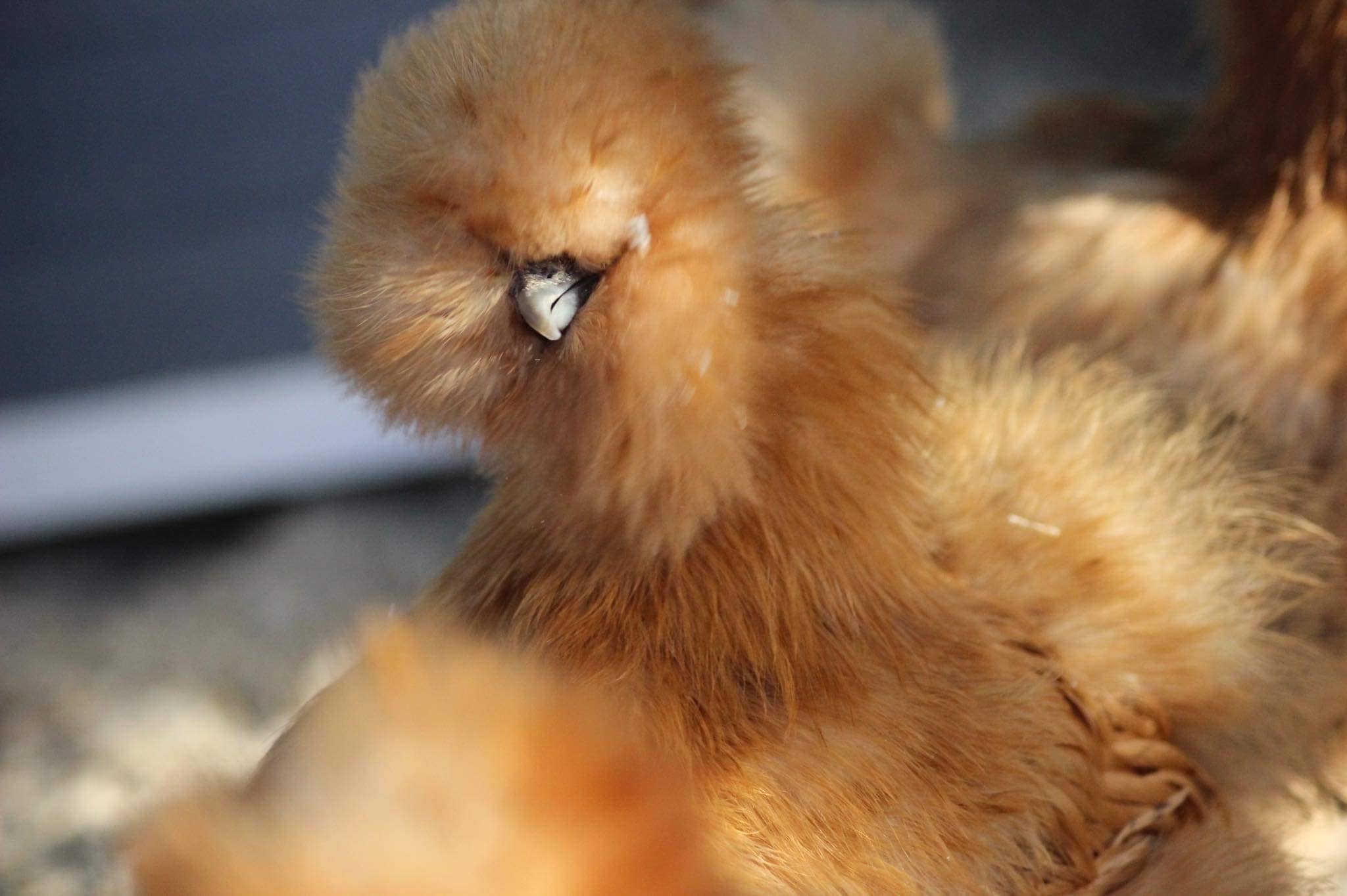 Le galline ornamentali e la tutela della biodiversità - LifeGate