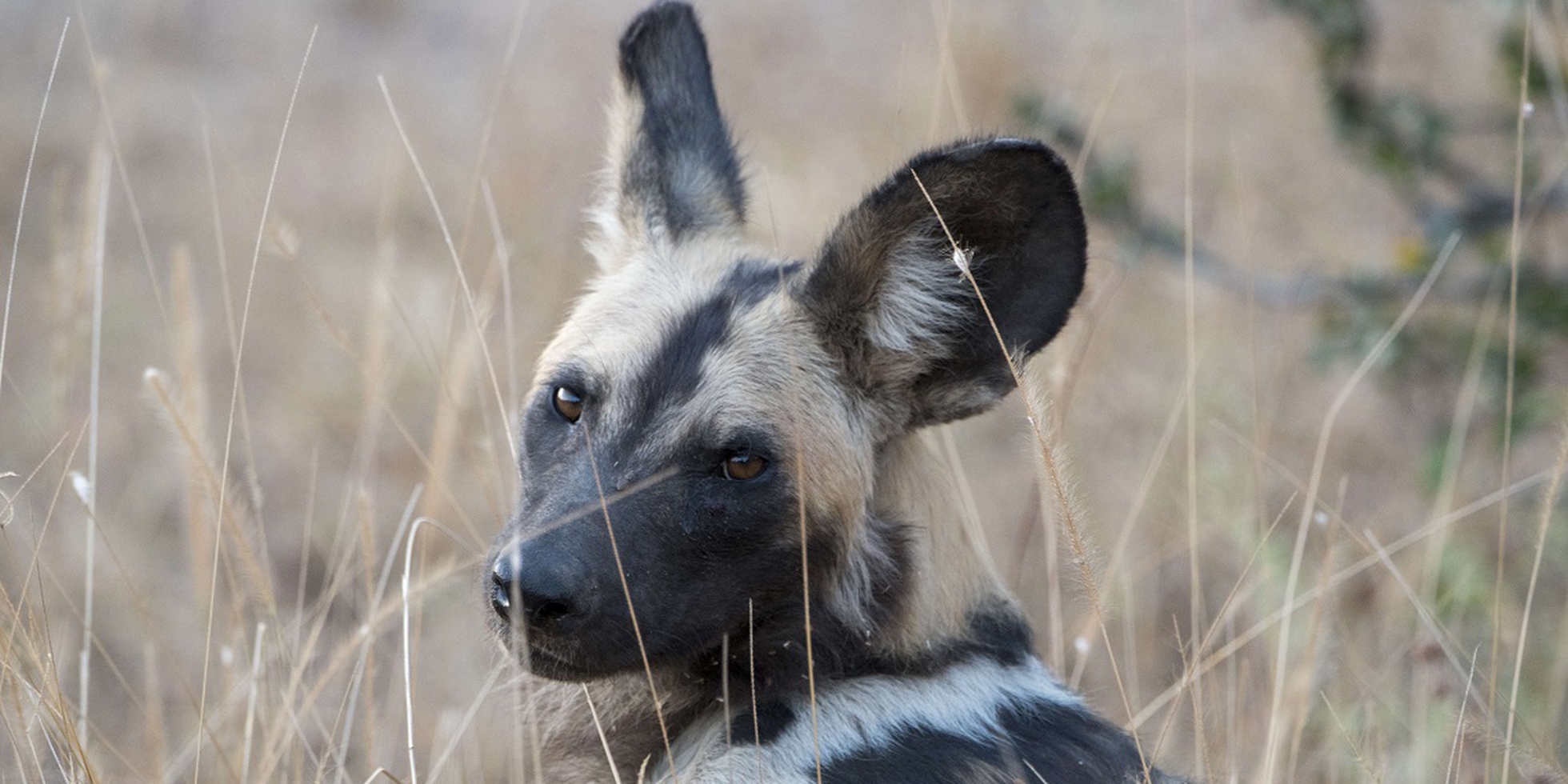 La Bbc utilizza robot-spia per mostrarvi gli animali come non li avete ...