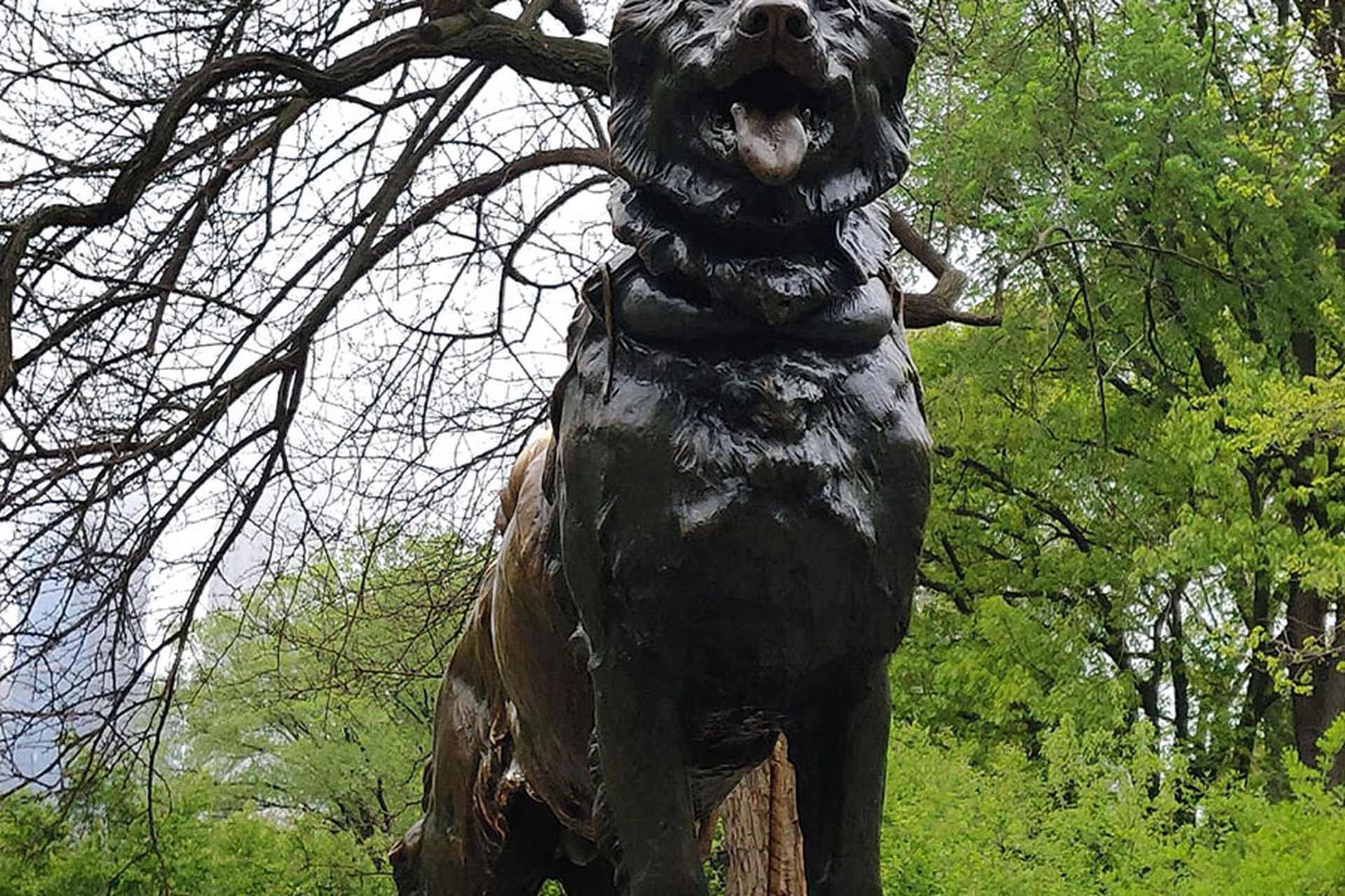 Siberian husky, il cane da slitta che ama gli esseri umani - LifeGate