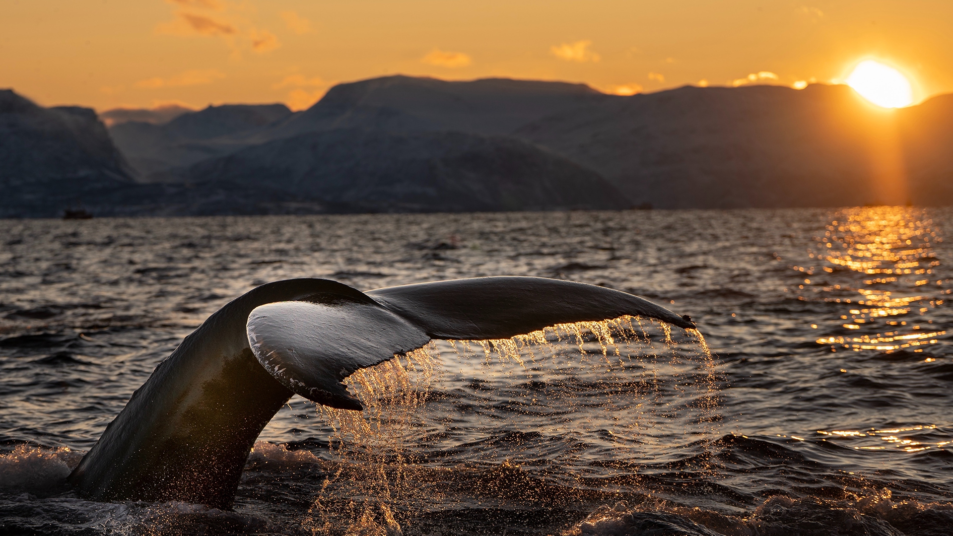 Si chiude la stagione della caccia alla balena in Norvegia. Ne sono ...