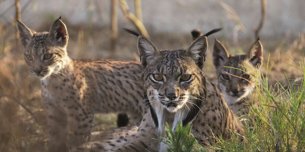Quali sono le 5 specie di felino più minacciate - LifeGate