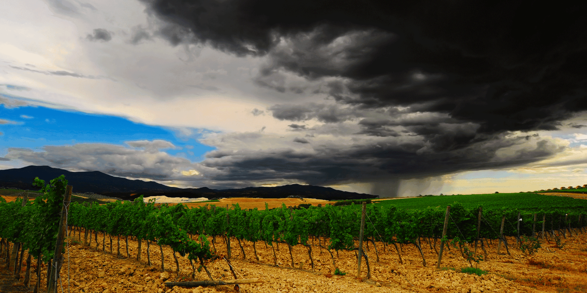 Vino e non solo: se i cambiamenti climatici mettono a rischio le ... Vino e non solo: se i cambiamenti climatici mettono a rischio le ...