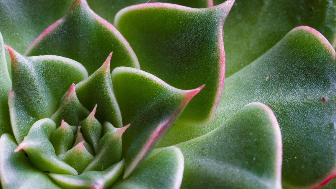 Piante succulente o grasse: tutto su tipi e cura - LifeGate