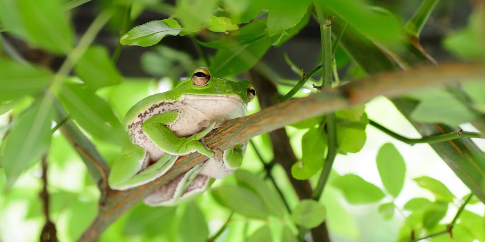 Kambo, the tree frog medicine from the Amazon that cleanses body, mind ...