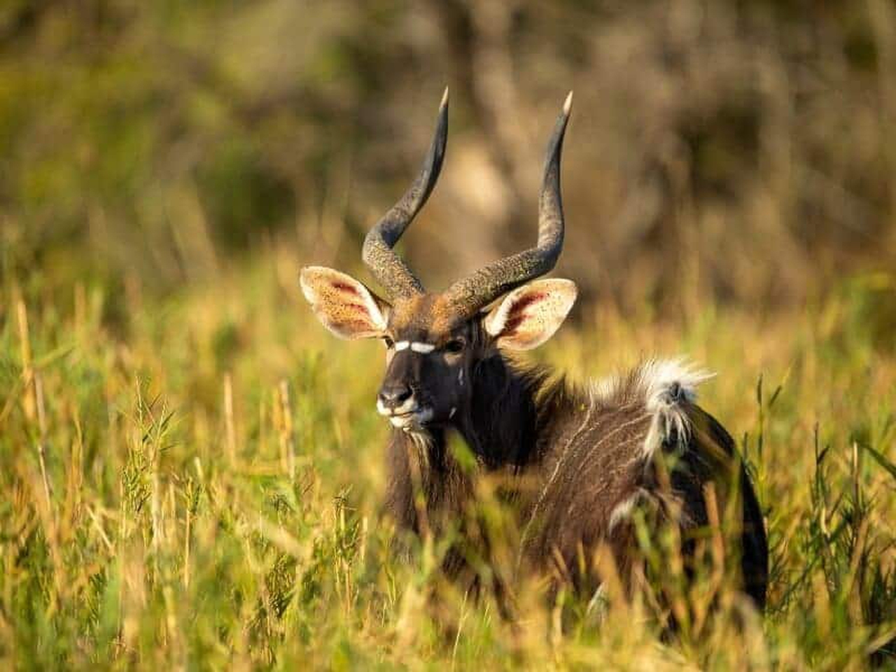 Animali con la N: impatti ambientali e progetti di conservazione - LifeGate