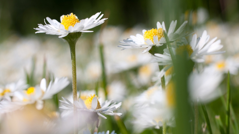 Fiori eduli: l’elenco dei fiori commestibili che puoi usare in cucina ...
