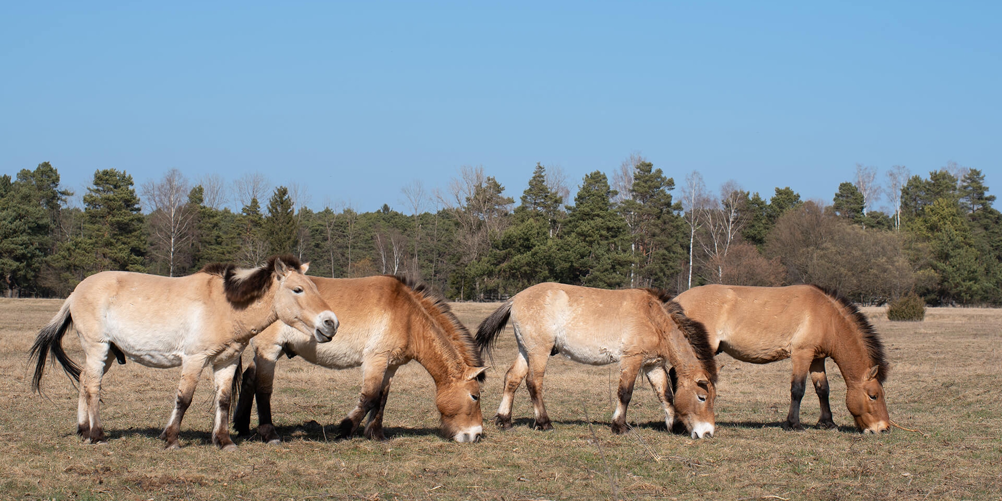I cavalli selvatici sono tornati nella steppa del Kazakistan, dopo due ...