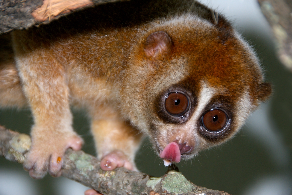 To see a slow loris smile don’t tickle it, leave it in the wild - LifeGate