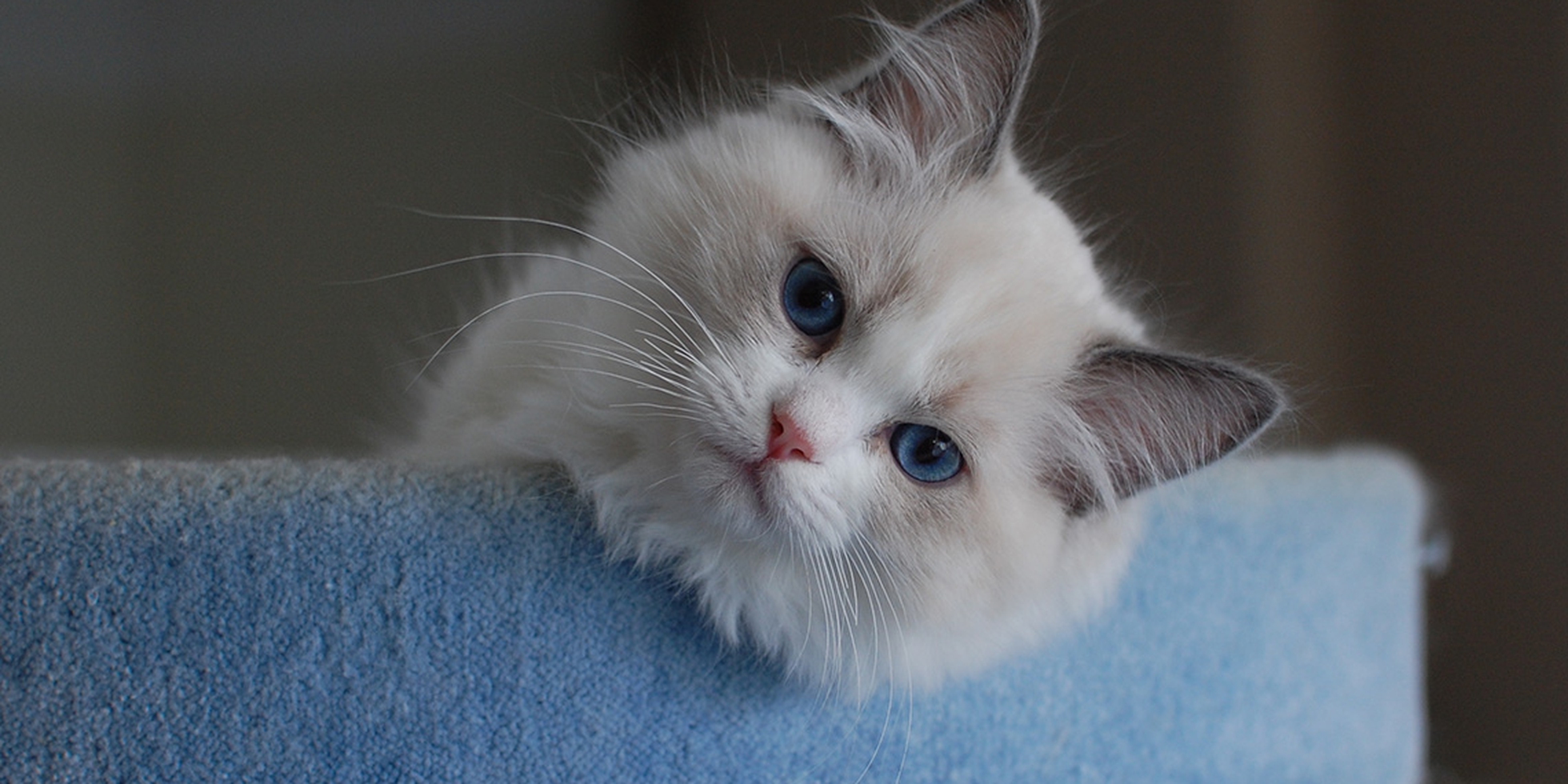 Ragdoll, origine e caratteristiche del gatto più dolce che c'è - LifeGate