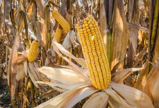 Frumento o grano: tutto su tipi, proprietà e alimentazione - LifeGate