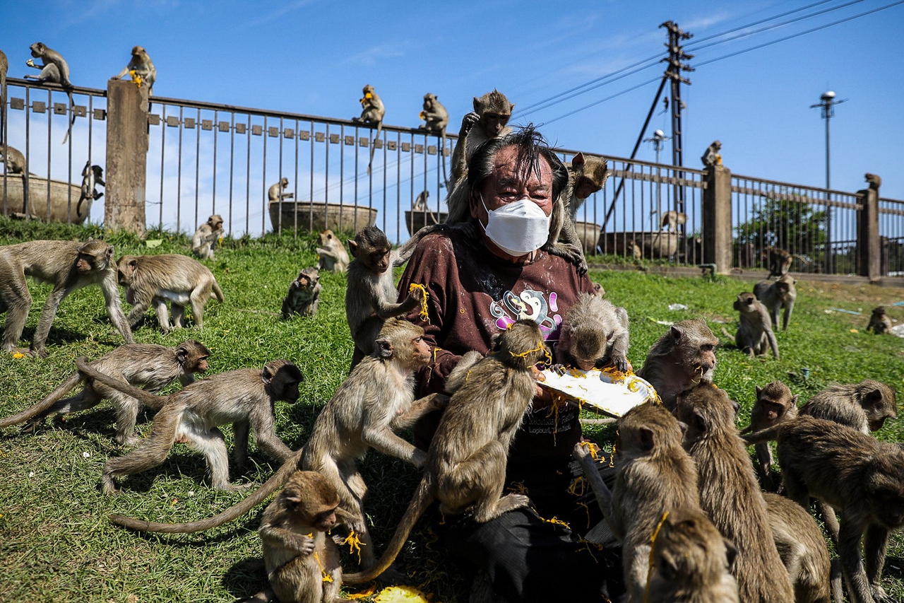 Il festival delle scimmie in Thailandia non è divertente come sembra
