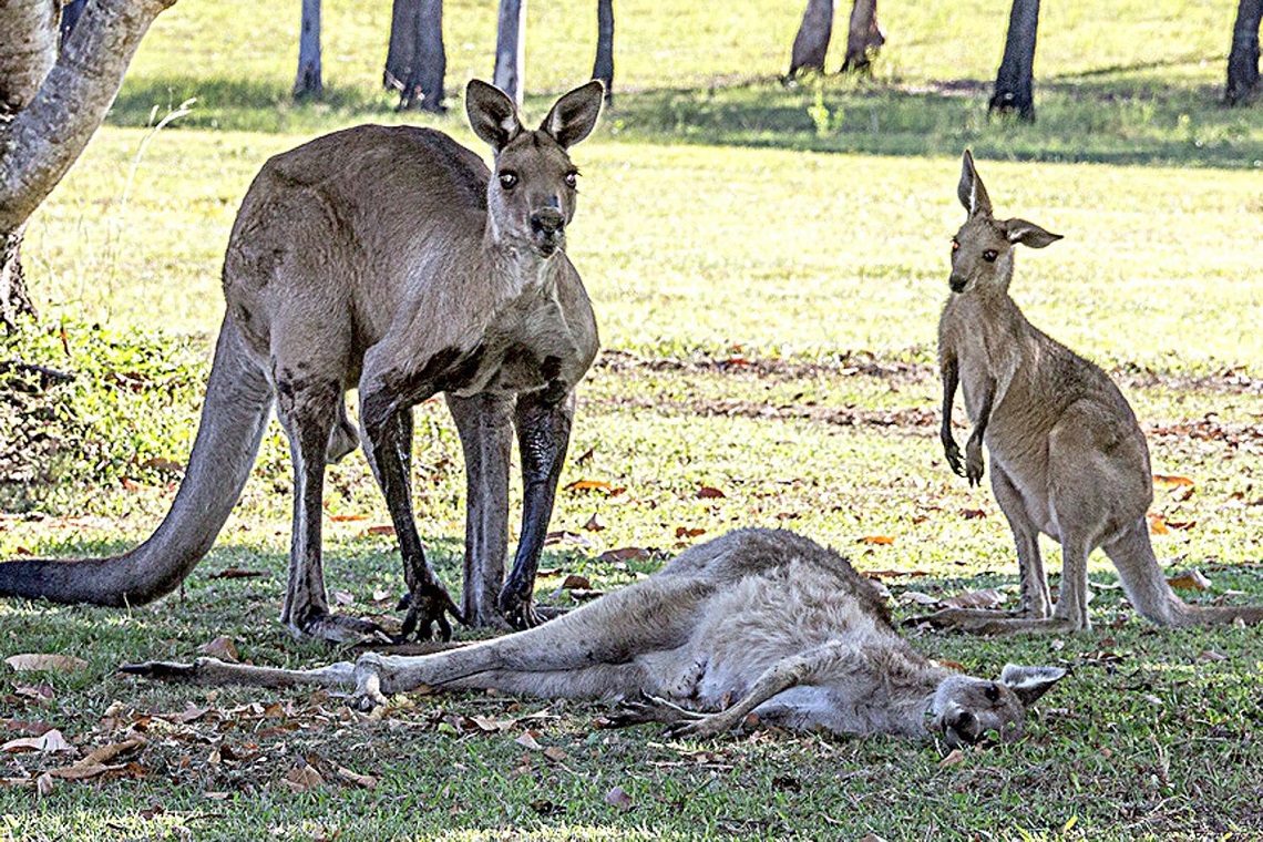 What’s behind the picture of the kangaroo holding his dying companion ...
