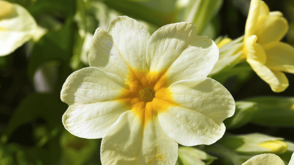 Primula: significato, proprietà, coltivazione e cura