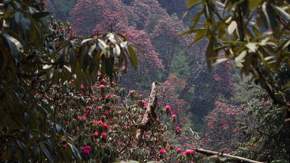 Tree cover in Nepal has doubled since forests were entrusted to local ...