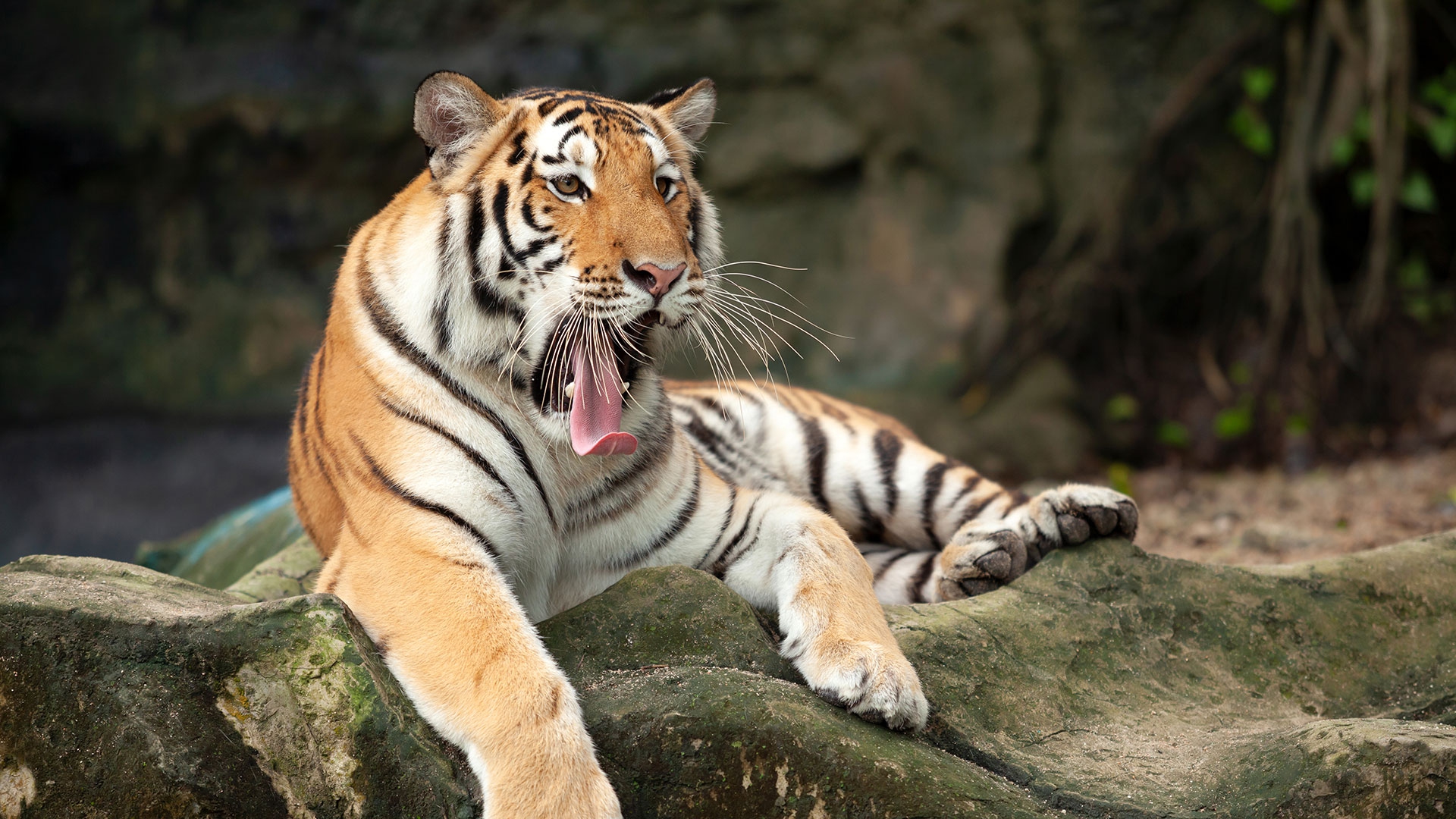 Sbadiglio: come avviene e quali sono le cause - LifeGate