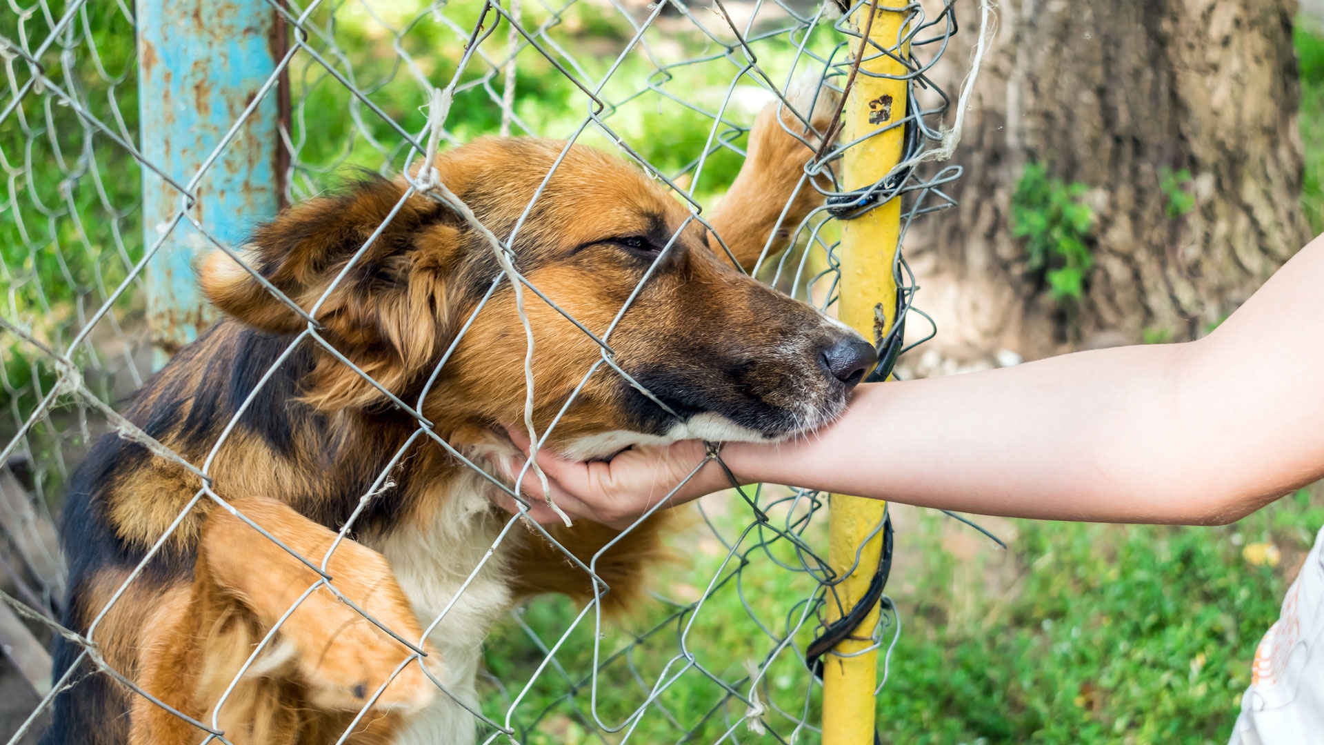 Apri il cancello, una campagna per dar voce ai cani in cerca di una ...