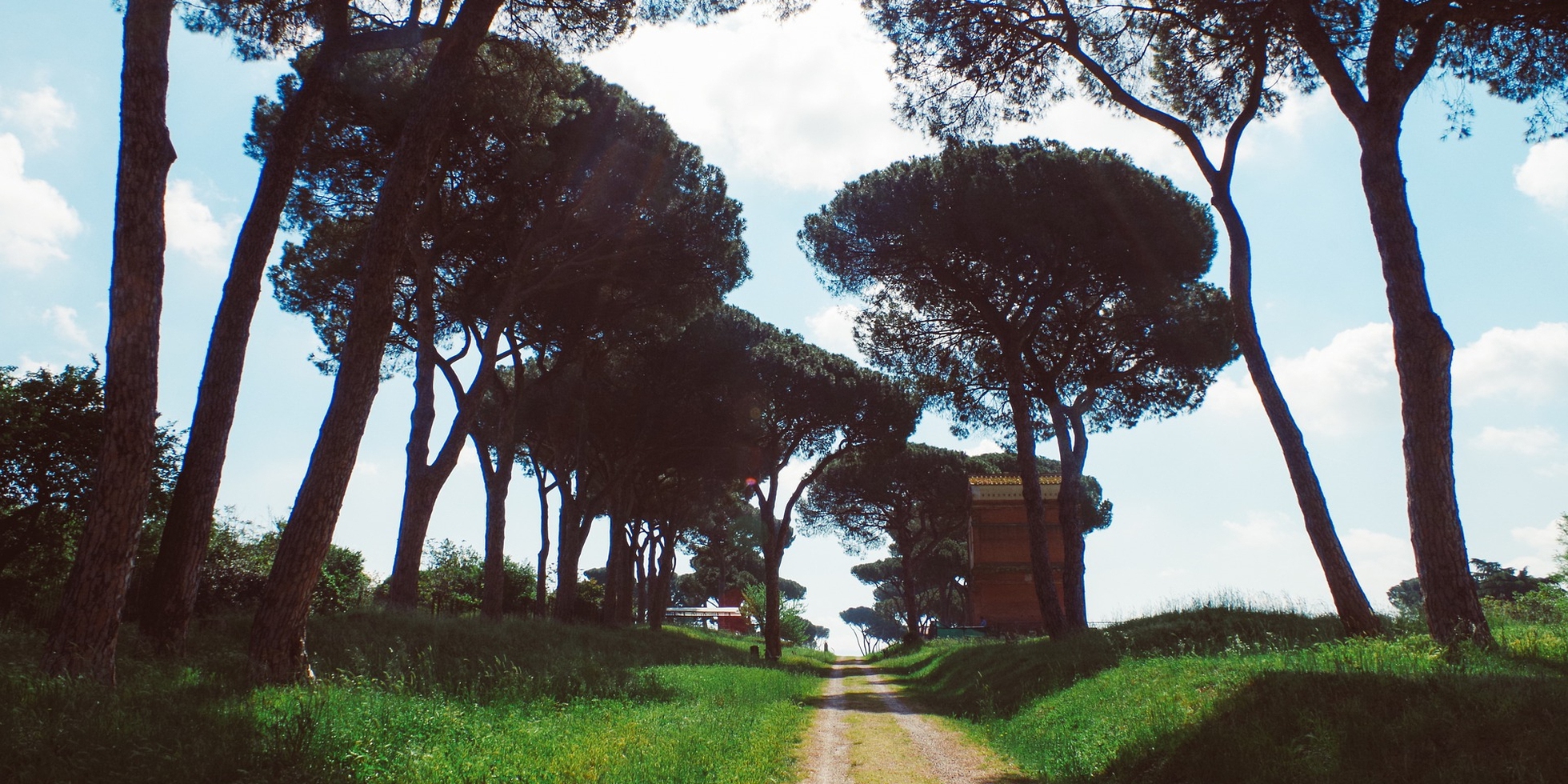 Un esercito di coccinelle per salvare gli storici pini di Roma - LifeGate