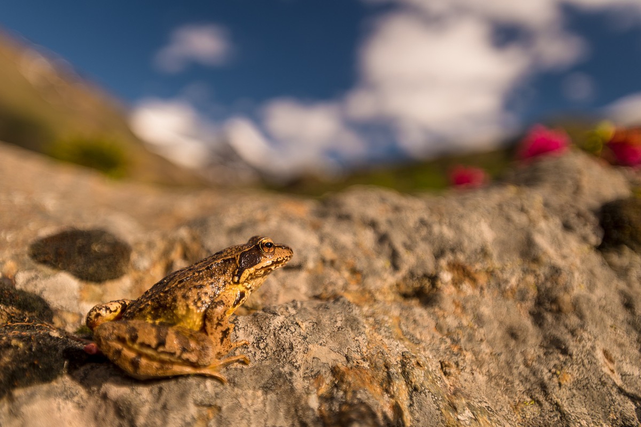 Parco nazionale dello Stelvio, alla scoperta di una delle più antiche ...