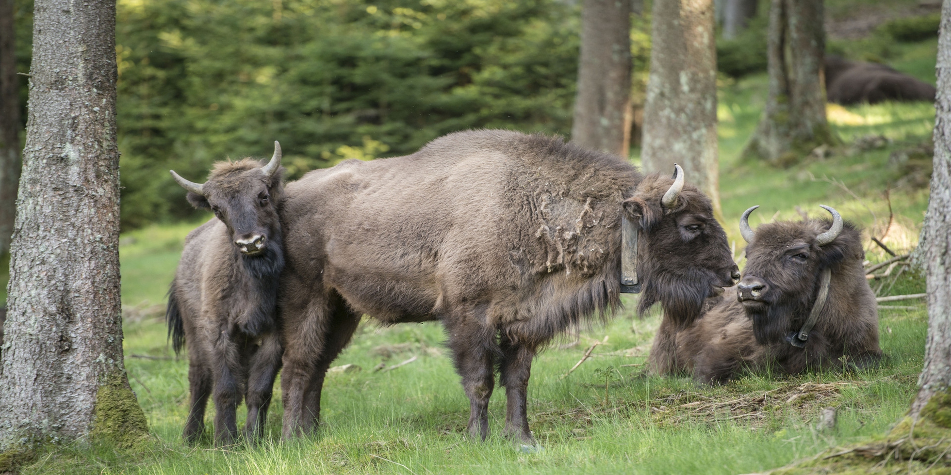 Il ritorno del bisonte europeo in Gran Bretagna - LifeGate