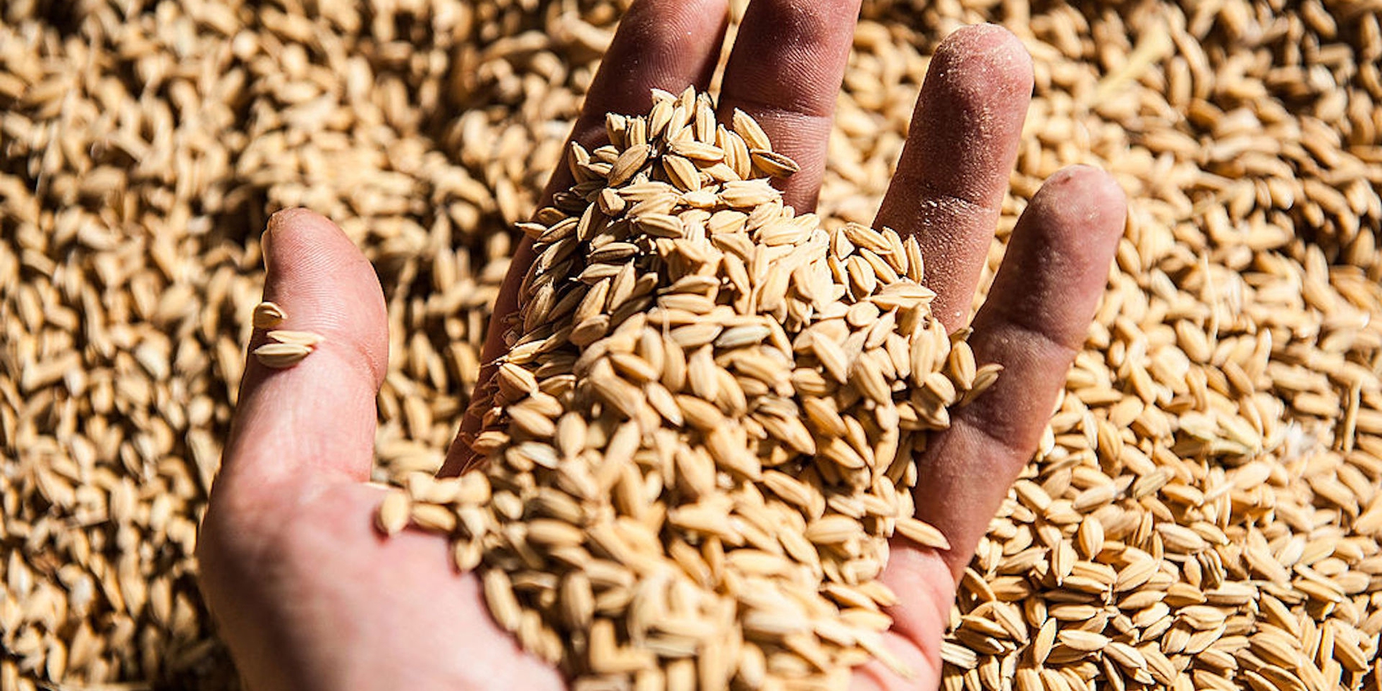 Quando il riso è sostenibile dal campo alla tavola (e oltre) - LifeGate