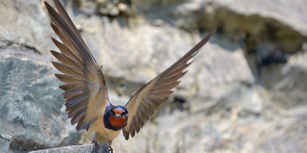 Sequenziato il genoma della rondine, una buona notizia per la ...