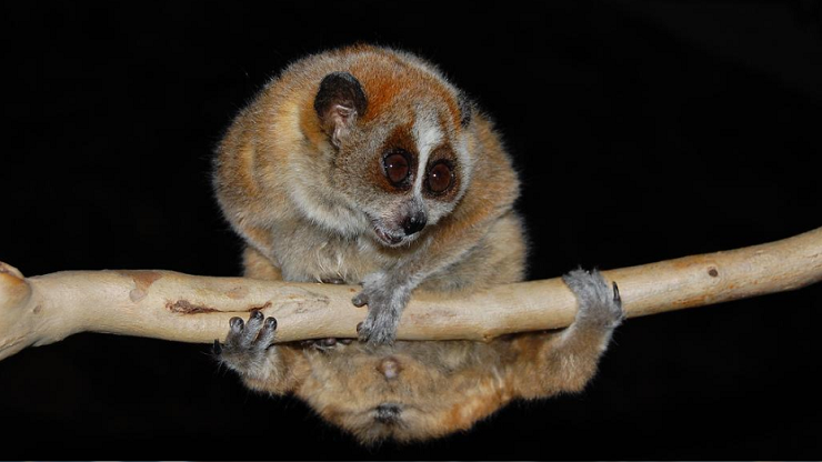 To see a slow loris smile don’t tickle it, leave it in the wild - LifeGate